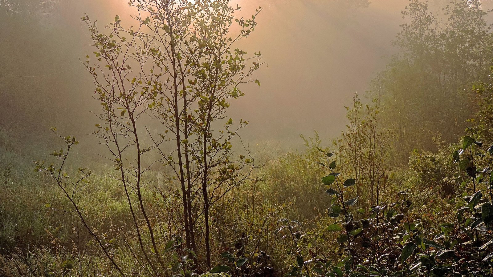 How Wedge Prisms Are Used in Forestry to Aid With Tree Measurement